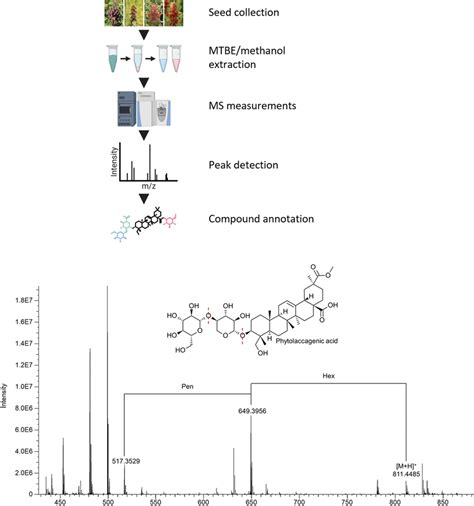 Schematic Representation Of The Experimental Pipeline Seed Samples