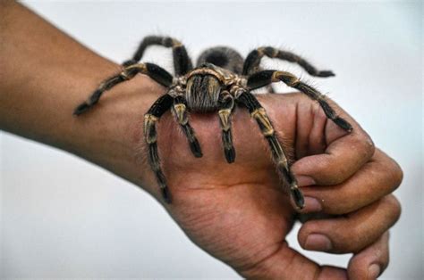Tarantula Mating Season Has Begun What To Know