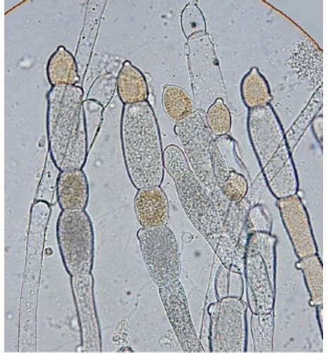 Lab Practical 1 Flashcards Quizlet