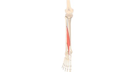 Extensor Hallucis Longus Muscle Origin Insertion Action GetBodySmart
