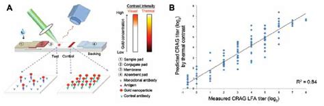 A Prediction Of Cryptococcal Antigen Titer Based On Laser Thermal Download Scientific Diagram