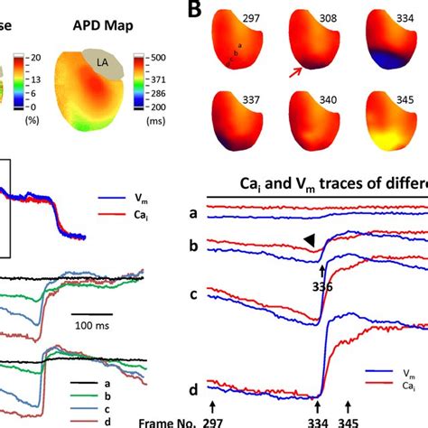 Apd A Representative Action Potential Traces And Apd Maps At Pacing