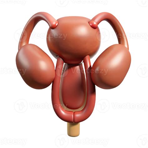 3d Render Female Reproductive System Illustration 54718680 Png