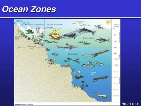 Ppt Aquatic Biodiversity Powerpoint Presentation Free Download Id