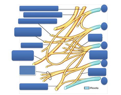 Cervical Plexus Quiz