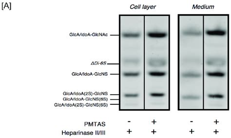 Characterization Of Proteoglycans Based On Hydrodynamic Size A High Download Scientific