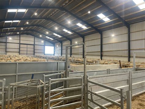 Sheep Handling Systems For Uk Farms Thorburn Group