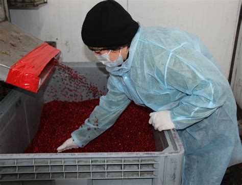 Замороженные фрукты, ягоды, овощи и прочая продукция. Купить оптом