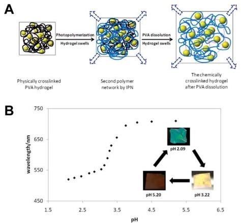 A Schematic Illustration Of The Interpenetrating Network Ipn Method Download Scientific