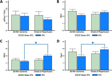 Mitochondrial Dynamics Protein Expression At 30 Min Ischemia And Onset