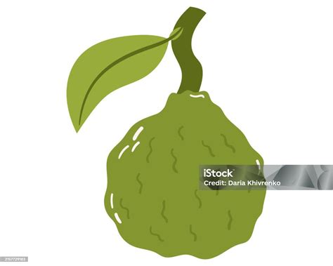 과일 베르가못 오렌지 만화 손으로 그린 간단한 스타일 편집 가능한 변수 색상 가을에 대한 스톡 벡터 아트 및 기타 이미지 가을 감귤류 과일 건강한 생활방식 Istock