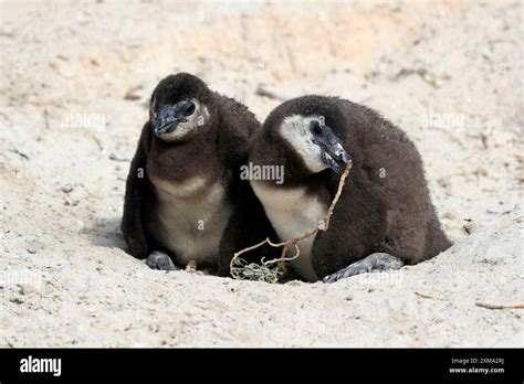 African Penguin Spheniscus Demersus Two Chicks At The Nest