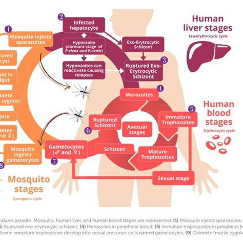 Pdf Advances And Challenges In Automated Malaria Diagnosis Using Digital Microscopy Imaging