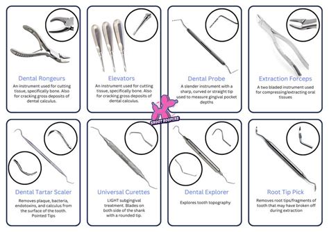 Veterinary Dental Instruments And Their Uses