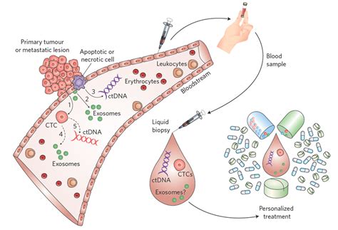 Liquid Biopsy The Clinical Utility Of Circulating Tumor Cells Oncobites