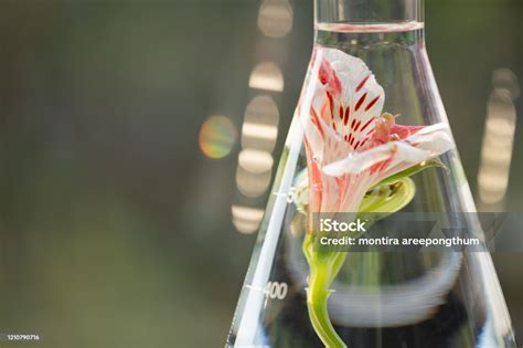 실험실에서 자연 Orgaric 추출 및 플라스크뷰티 과학자 연구 및 건강과 미용 치료를위한 프로젝트 의학을 개발에서 꽃 허브 아로마 Assence 0명에 대한 스톡 사진 및