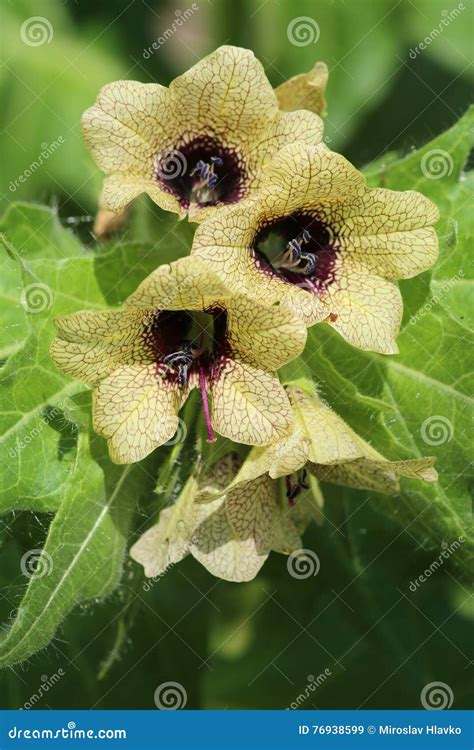 Hyoscyamus Niger Commonly Known As Henbane Black Henbane Or Stinking