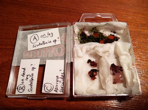 Misidentifying Fungi Purply Brown Blob A Postscript