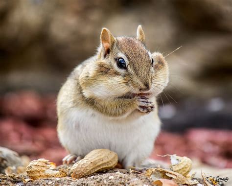 Peanut The Chipmunk Is Very Pregnant 1 By Nini1965 On Deviantart
