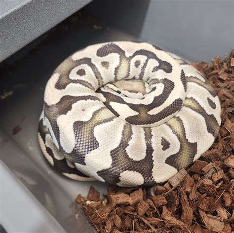 dg crypton ball python by oregon exotic balls