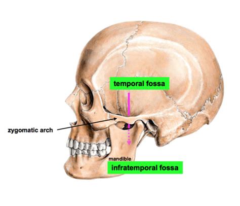 Anatomy The Infratemporal Fossa Flashcards Quizlet