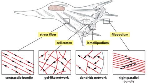 Lecture Cytoskeleton Flashcards Quizlet Lecture Cytoskeleton Flashcards Quizlet