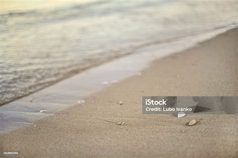 해변에 젖은 모래에 대한 세부 사항 배경의 흐린 바다 얕은 피사계 사진 깊이 초점만 작은 흰색 조개 0명에 대한 스톡 사진 및 기타 이미지 Istock