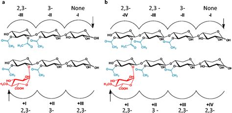 Proposed Structure Of Tri O Acetylated Xyl3 Xyl3ac3233 A
