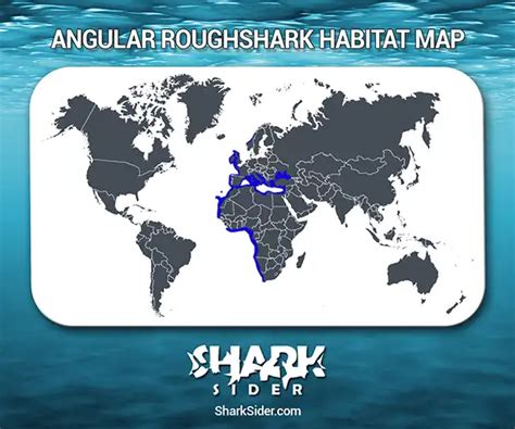 Angular Roughshark Facts Size Behavior Diet Pictures