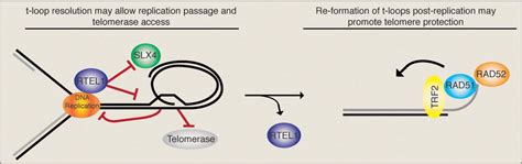 T Loop Regulation May Require Precise Temporal Regulation The
