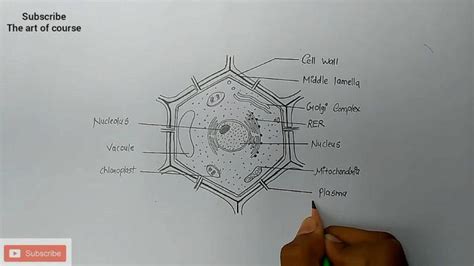 20 Easy Cell Drawing Ideas How To Draw A Cell
