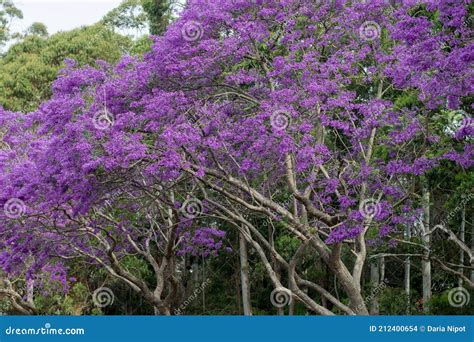 Jacaranda Tree In A Full Bloom With Beautiful Purple Flowers Stock