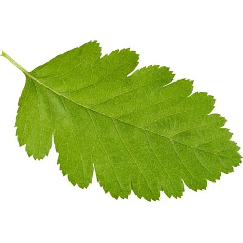 Leaf Color Sort By Project Based Primary Llc Tpt