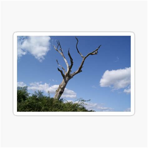 Naked Tree Sticker For Sale By Shannon Redbubble