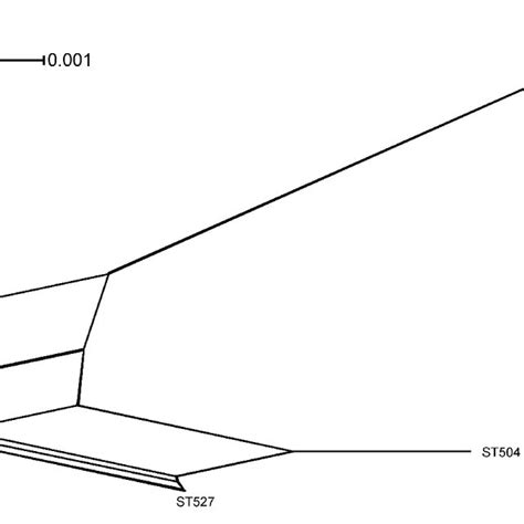 Split Decomposition Analysis Of The Concatenated Dataset Of The 7 Mlst