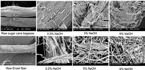 Sem Micrographs Magnification 200 × Of Sugarcane Bagasse And Enset
