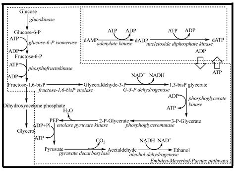 Datp Structure