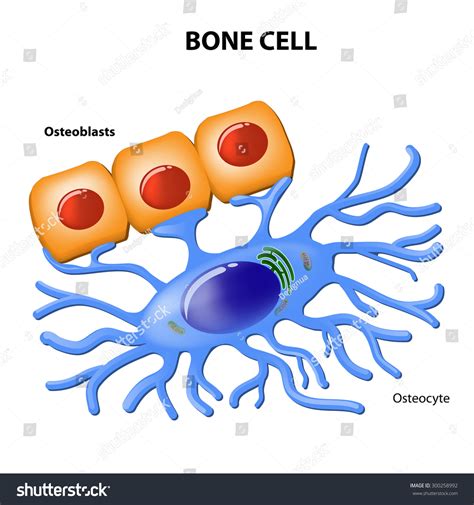 Osteocyte Structure