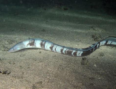 20 Types Of Eels Pictures Sub Species Identification