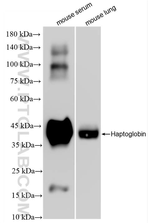 Haptoglobin Antibody 83702 5 Rr Proteintech