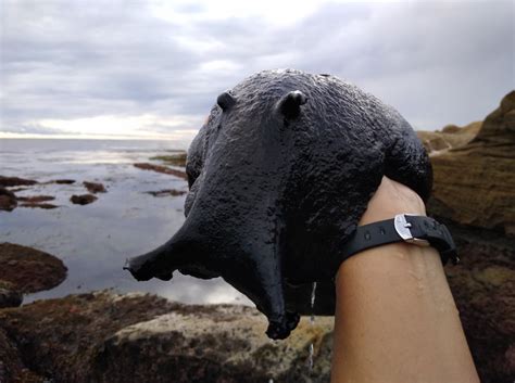 Meet The Sea Hare One Of Californias Most ‘puzzling Creatures The