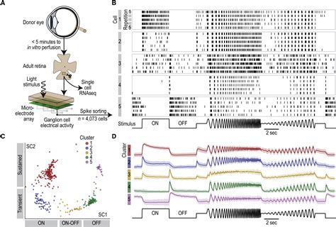 Cell Types Of The Human Retina And Its Organoids At Single Cell