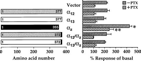 Role Of Amino And Carboxyl Terminal Regions Of Gαz In The Recognition Of Gi Coupled Receptors