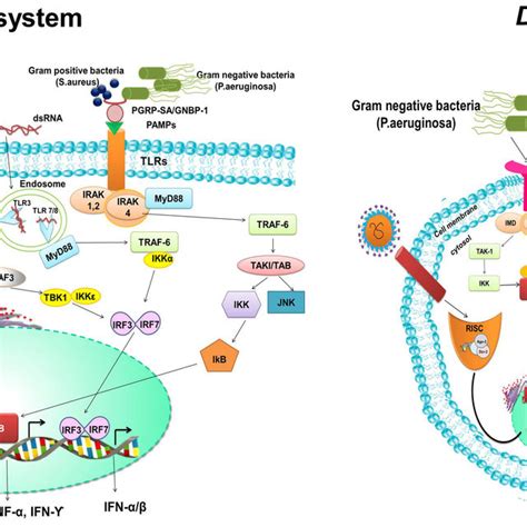 Immune Response Upon Infection Activation Of Innate Immune Signalling