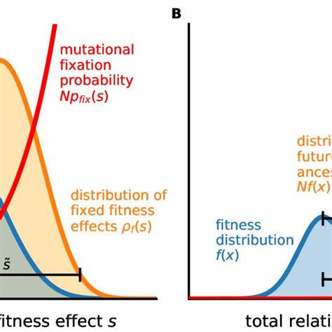 A Example distribution ρ s of fitness effects distribution ρ f s Download Scientific