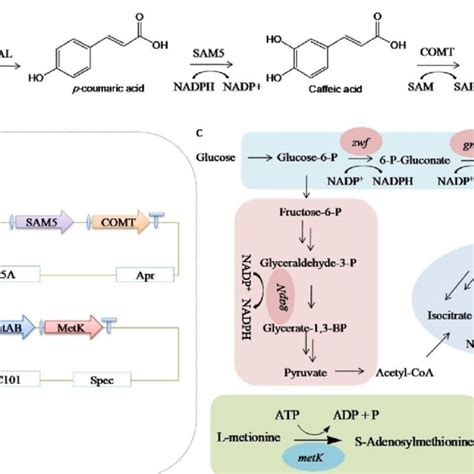 Construction Of A Heterologous FA Biosynthesis Pathway In E Coli A