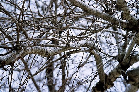 Branch Definition And More For Branch