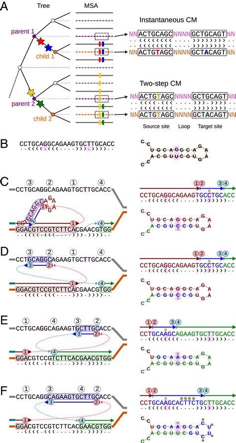 Template Switching In Dna Replication Can Create And Maintain Rna