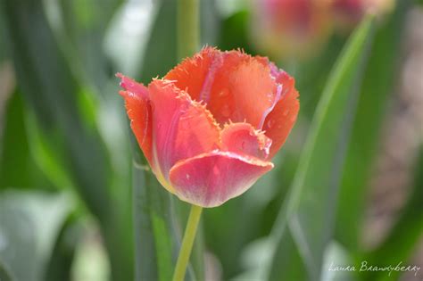 Tulip At Botanica By Laura Brandyberry On Deviantart