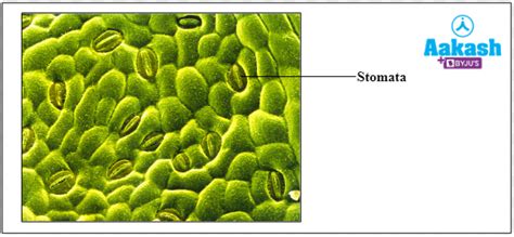 Epidermal Tissue System Functions Components And Structure Aesl